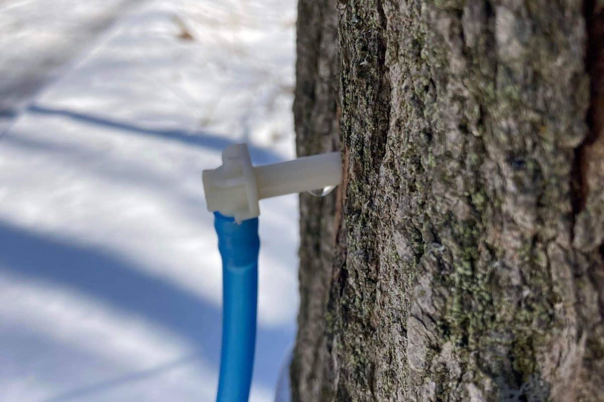 Sugar Bush Tours - Elmira Maple Syrup Festival