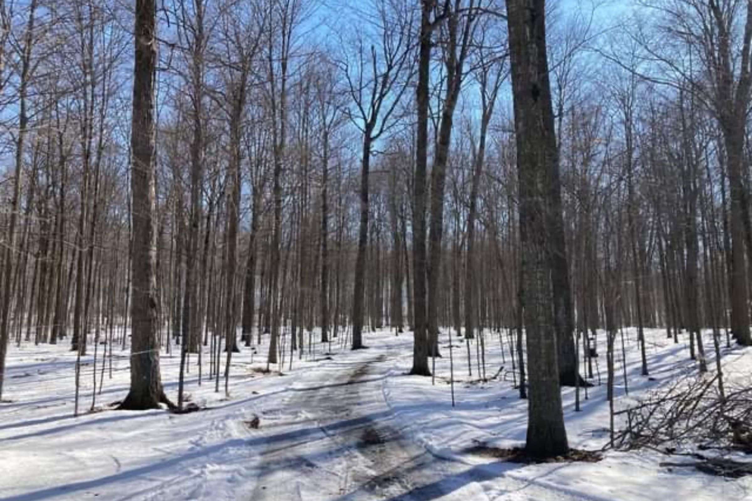 Sugar Bush Tours - Elmira Maple Syrup Festival
